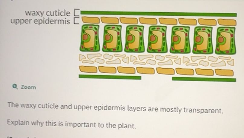 Résolu :waxy cuticle upper epidermis Zoom The waxy cuticle and upper ...