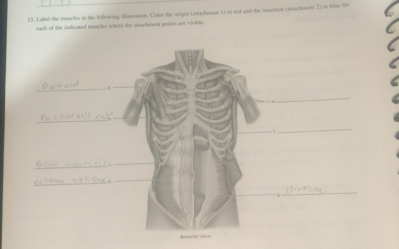 Solved: Label the muscles in the following illustration. Color the ...