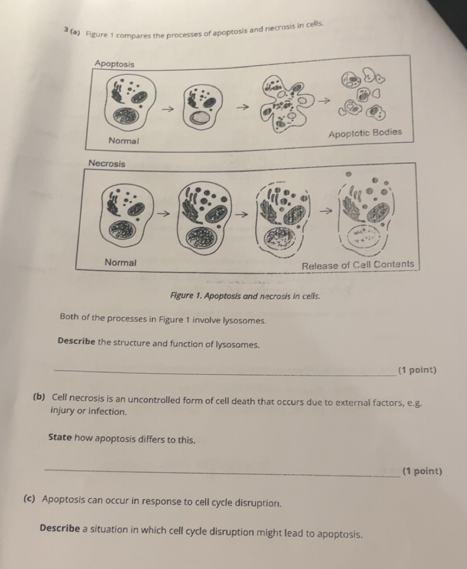 Solved: 3 (a) Figure 1 compares the processes of apoptosis and necrosis ...