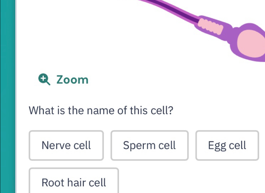 Solved: Zoom What is the name of this cell? Nerve cell Sperm cell Egg ...