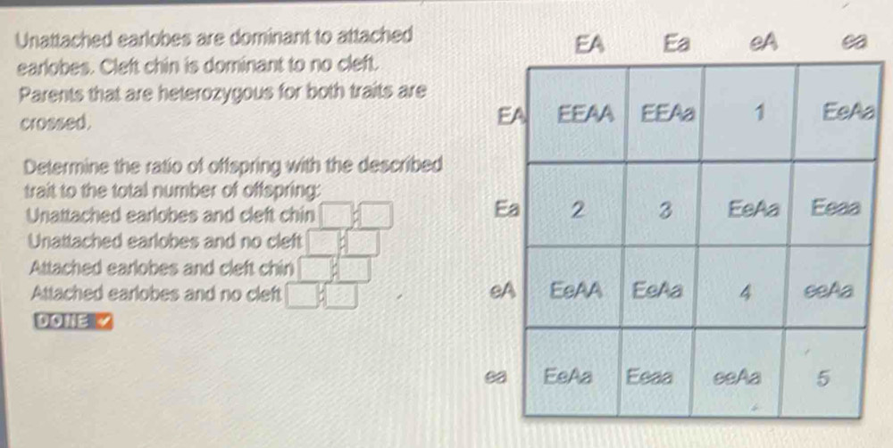 Solved: Unattached earlobes are dominant to attached earlobes. Cleft ...