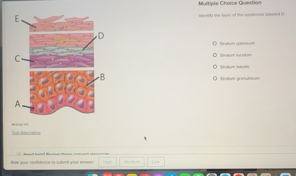 Solved: Question Identify the layer of the epidermis labeled D. Stratum ...