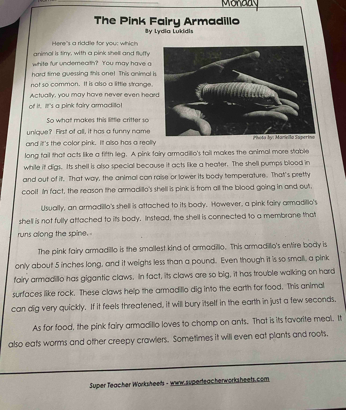 Solved: Monday The Pink Fairy Armadillo By Lydia Lukidis Here's a ...