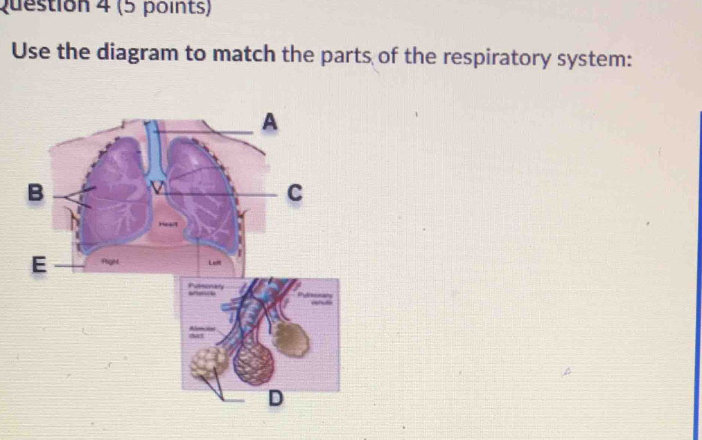 Solved: Use the diagram to match the parts of the respiratory system ...