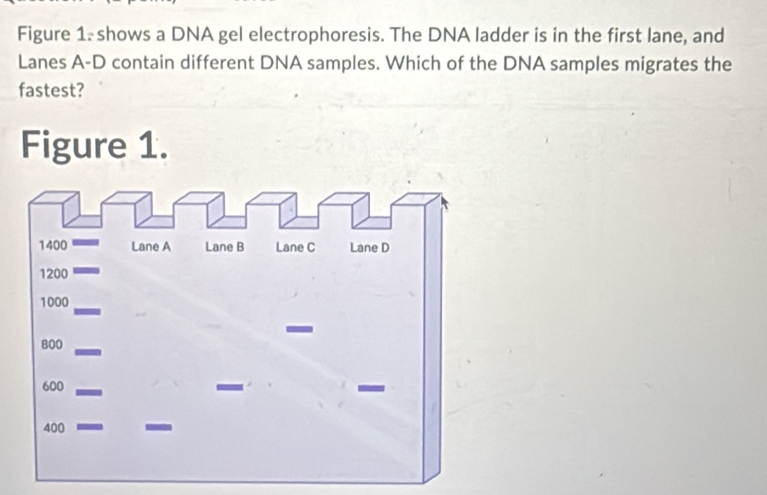 Solved: Figure 1. shows a DNA gel electrophoresis. The DNA ladder is in ...