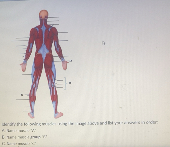 Solved: Identify the following muscles using the image above and list ...