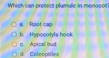 Solved: Which can protect plumule in monocot? a. Root cap b. Hypocotyls ...