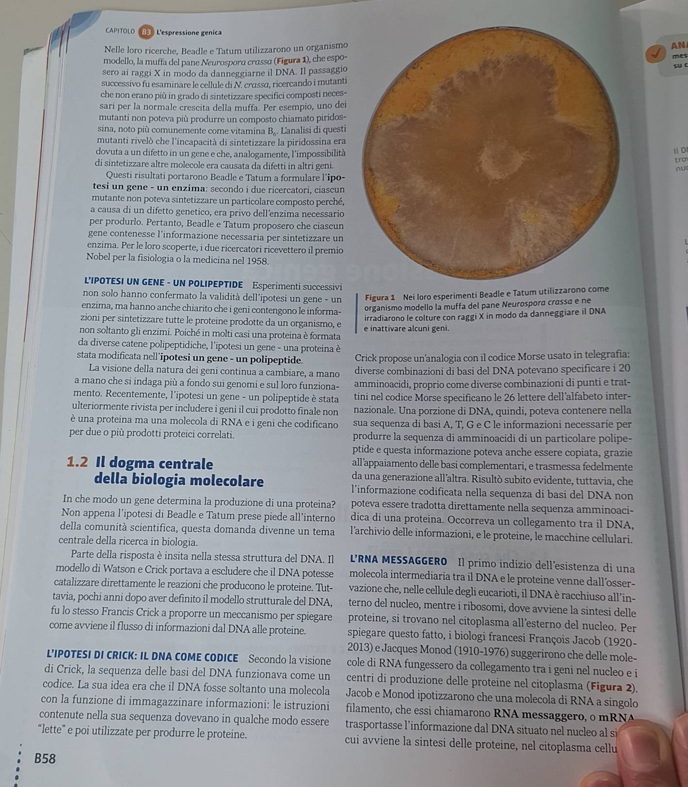 Risolto:CAPITOLO B3 L'espressione genicaAN Nelle loro ricerche, Beadle ...