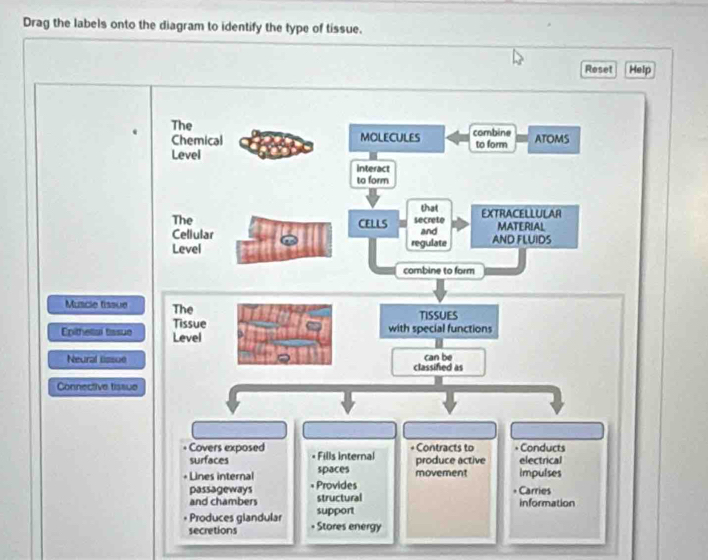 Solved: Drag the labels onto the diagram to identify the type of tissue. Roset Help The combine ...