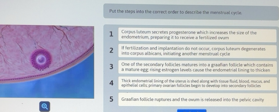 Solved: Put the steps into the correct order to describe the menstrual ...