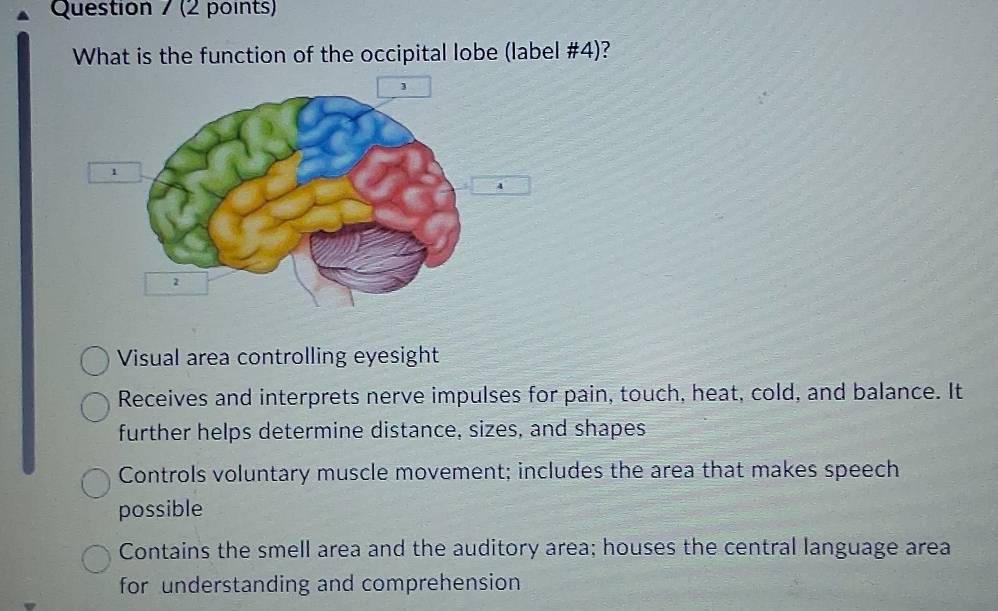 Solved: Question / (2 points) What is the function of the occipital ...