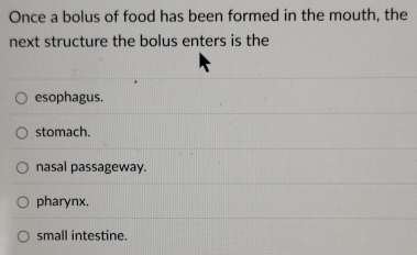 Solved: Once a bolus of food has been formed in the mouth, the next ...