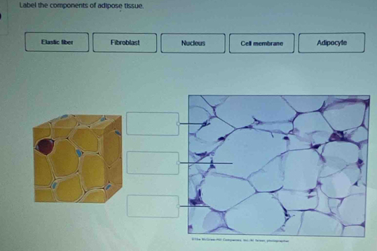 Solved: Label the components of adipose tissue. Elastic fiber ...