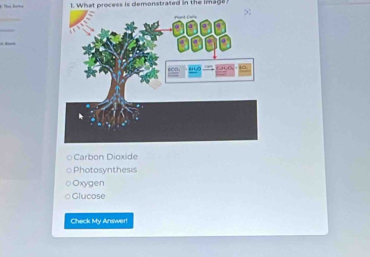 Solved: What process is demonstrated in the image? _ _ Carbon Dioxide ...