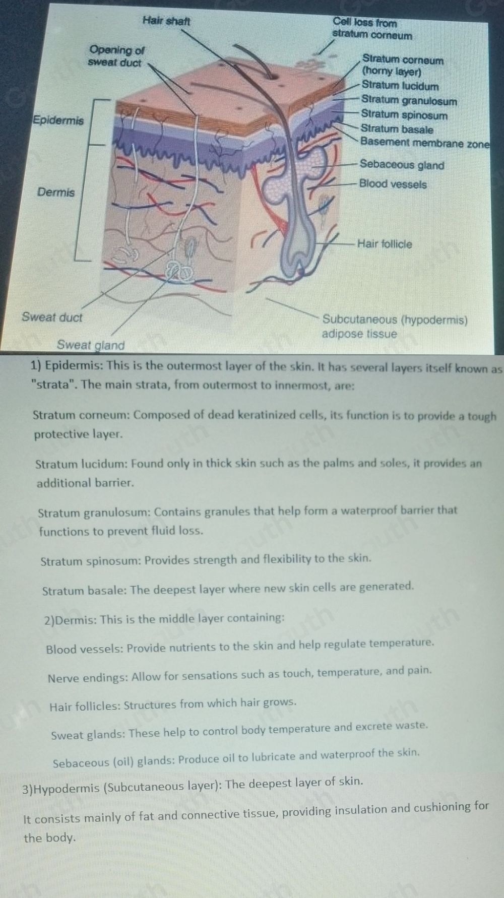 Solved: Using a diagram, sketch the 3 main layers of the skin, show the ...