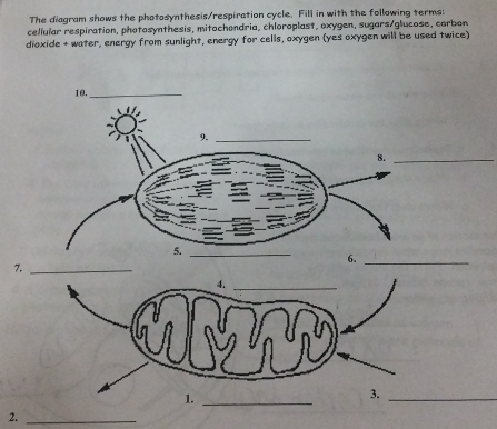 Solved: The diagram shows the photosynthesis/respiration cycle. Fill in ...