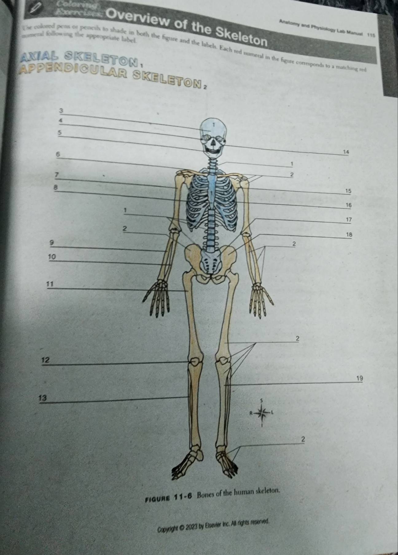 Solved: Overview of the Skeleton Anatomy and Physiology Lab Manual 115 ...