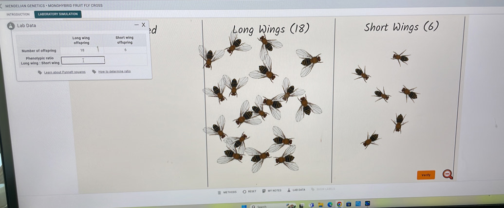 Solved: MENDELIAN GENETICS · MONOHYBRID FRUIT FLY CROSS LABORATORY ...