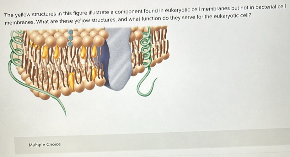 Solved: The yellow structures in this figure illustrate a component ...