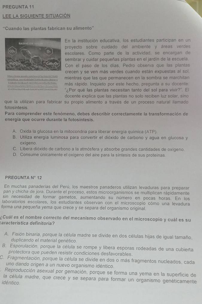 Resuelto:PREGUNTA 11 LEE La SIGUIENTE SITUACIÓN “Cuando las plantas ...