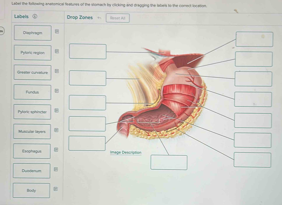 Solved: Label the following anatomical features of the stomach by ...