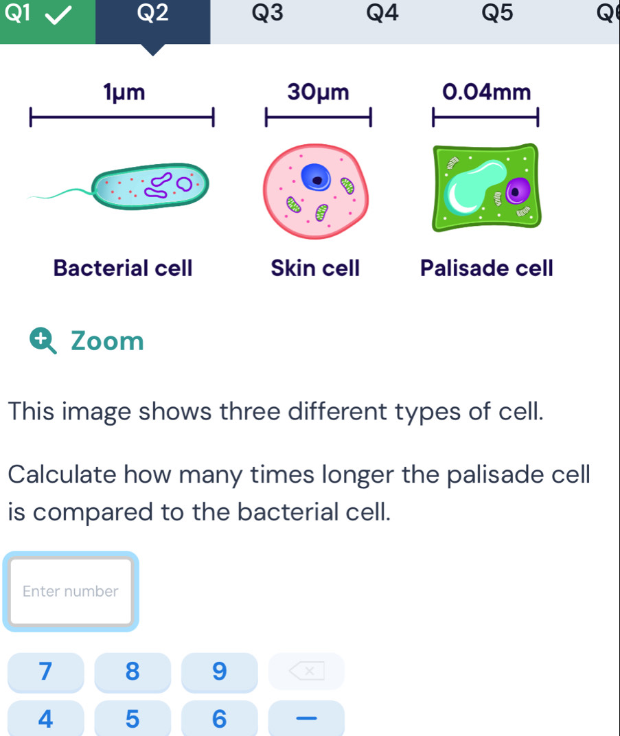 Solved: 1μm 30μm 0.04mm a a Bacterial cell Skin cell Palisade cell t ...