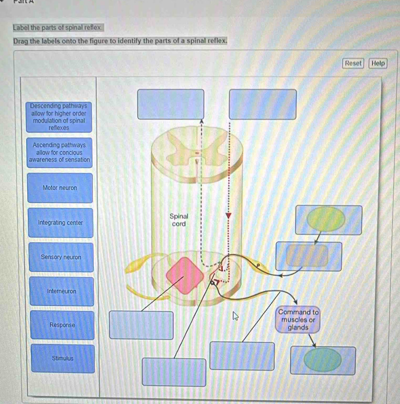 Solved: Label the parts of spinal reflex. Drag the labels onto the ...