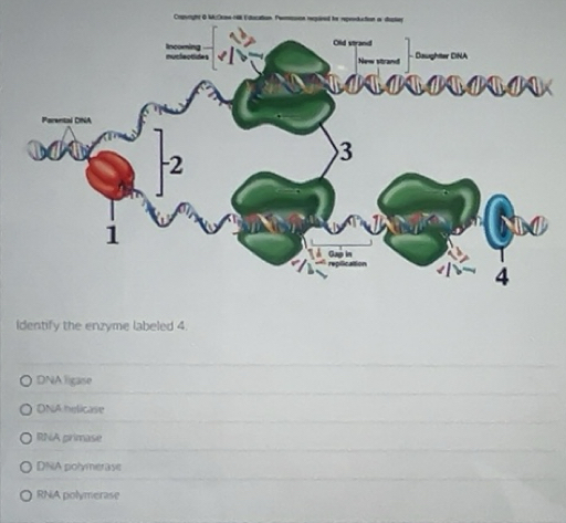 Solved: Identify the enzyme labeled 4. DNA ligase DNA helicase RNA primase DNA polymerase RNA ...