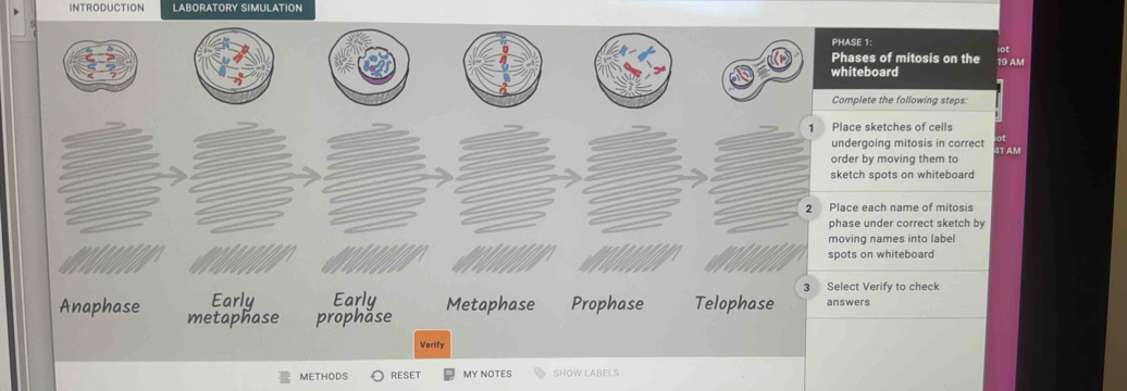 Solved: INTRODUCTION LABORATORY SIMULATION PHASE 1: ot Phases of mitosis on the whiteboard 19 AM ...