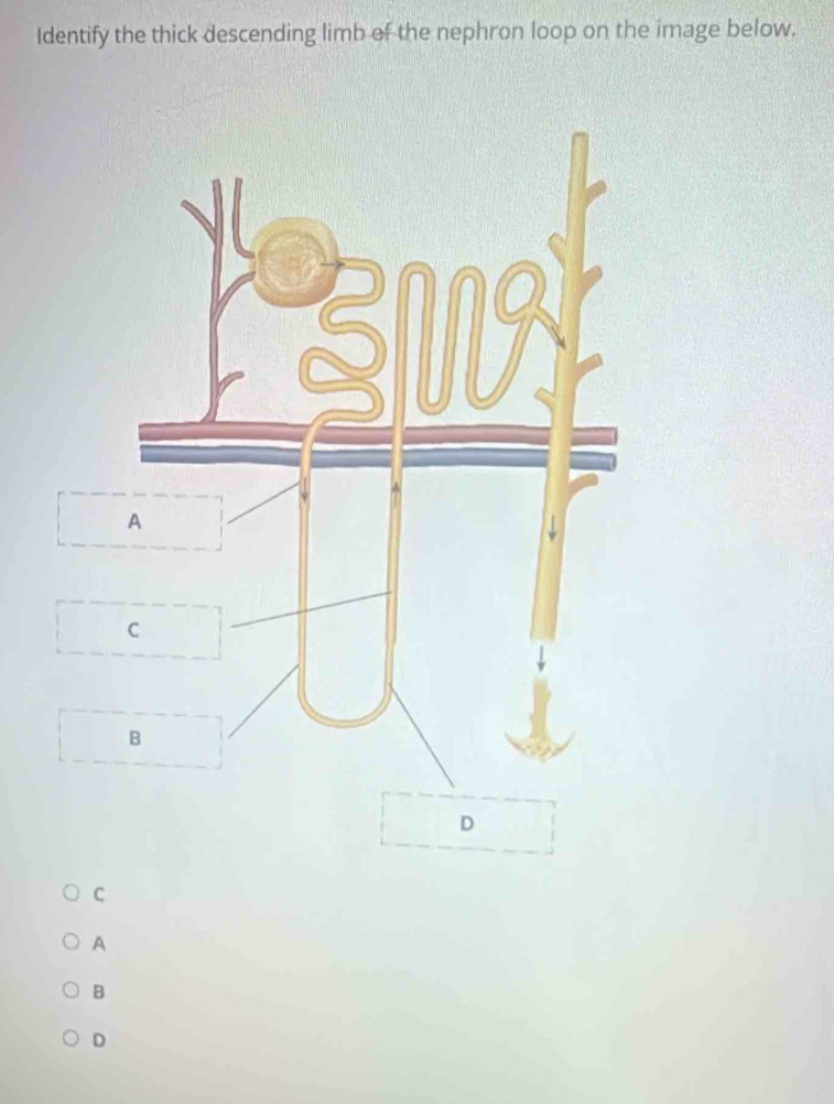 Solved: Identify the thick descending limb of the nephron loop on the ...