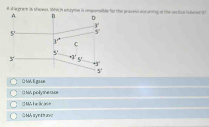 Solved: A diagram is shown. Which enzyor the process occurting at the ...