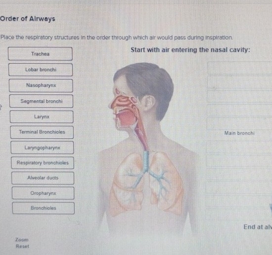 Solved: Order of Airways Place the respiratory structures in the order ...