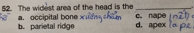 Solved: The widest area of the head is the_ . a. occipital bone c. nape ...