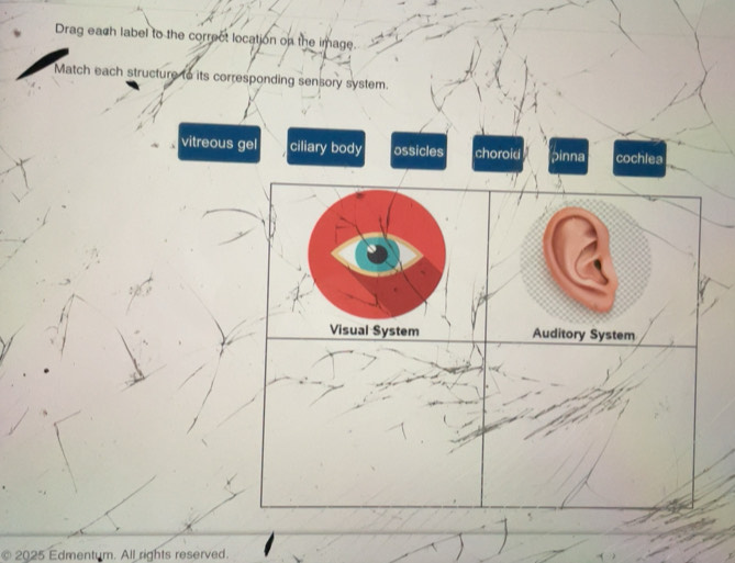 Solved: Drag each label to the correct location on the image. Match ...