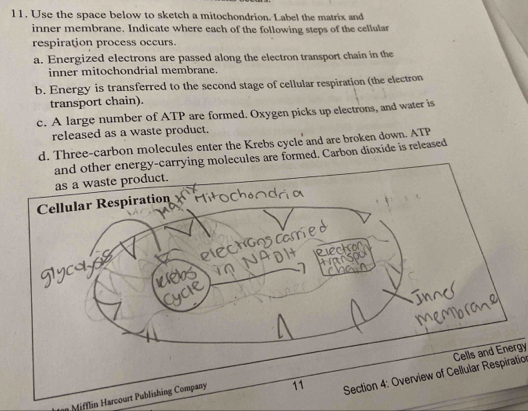 Solved: Use the space below to sketch a mitochondrion. Label the matrix ...