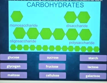 Solved: CARBOHYDRATES monosaccharide disaccharide oligosaccharide ...