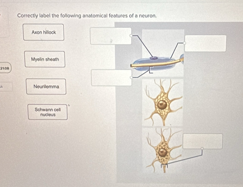 Solved: Correctly label the following anatomical features of a neuron ...