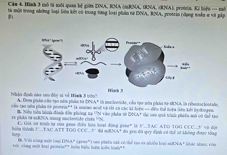 Giải quyết:Cầu 4. Hình 3 mô tả mỗi quan hệ giữa DNA, RNA (mRNA, tRNA ...