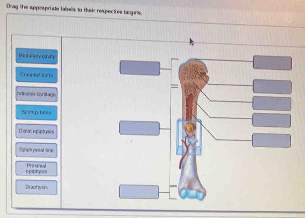Solved: Drag the appropriate labels to their respective targets ...
