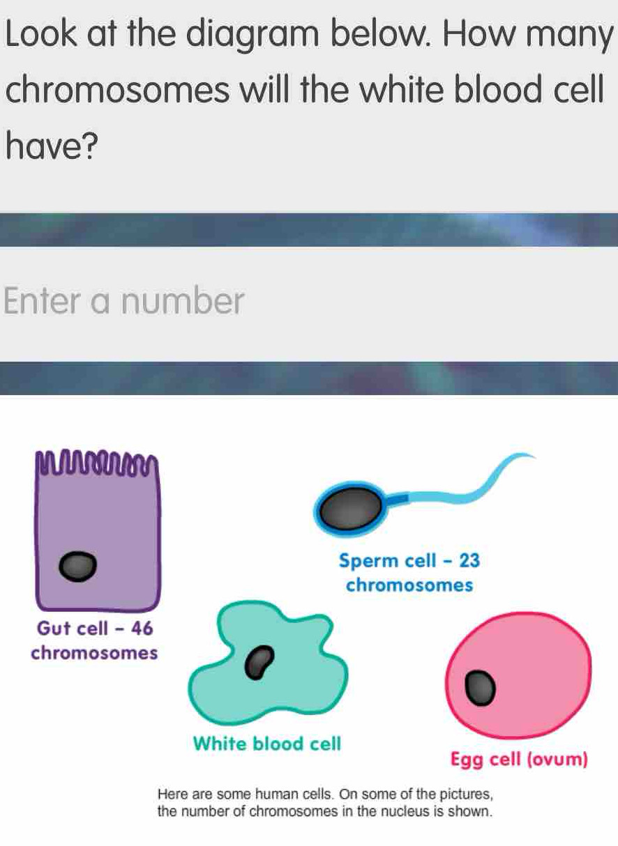 Solved: Look at the diagram below. How many chromosomes will the white ...