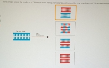 Solved: What image shows the products of DNA replication, if the parent ...