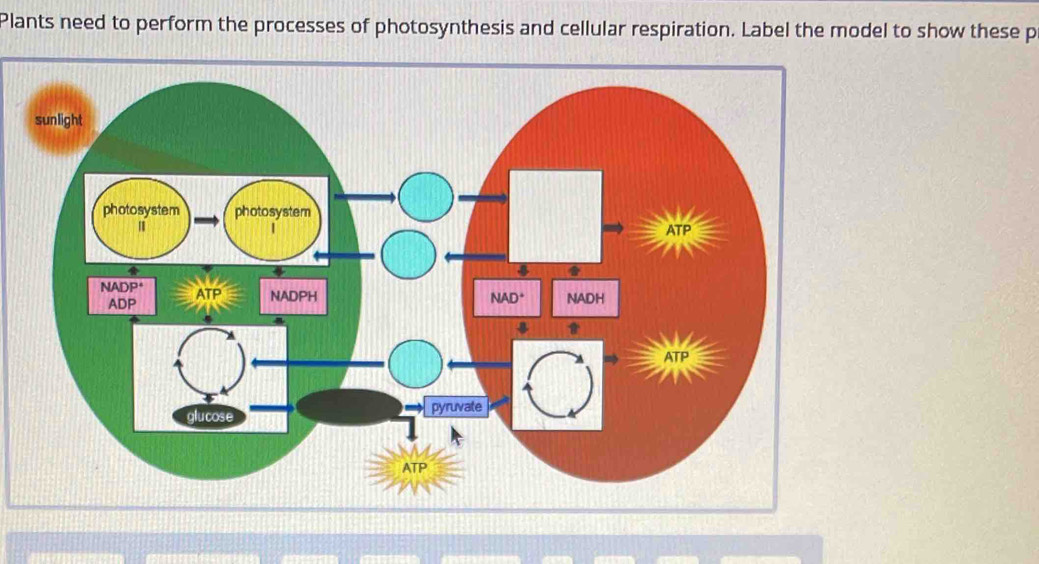 Solved: Plants need to perform the processes of photosynthesis and ...