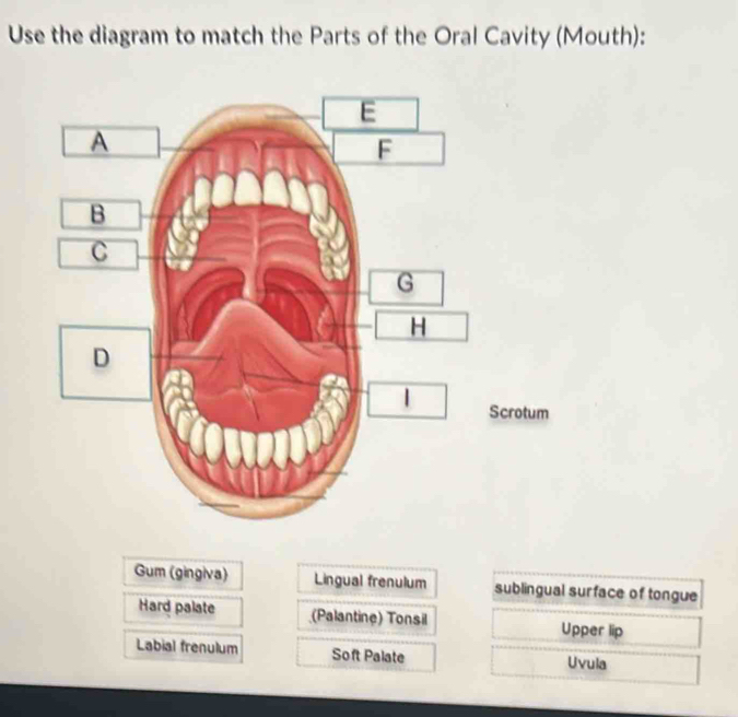Solved: Use the diagram to match the Parts of the Oral Cavity (Mouth ...