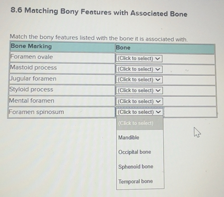 Solved: 8.6 Matching Bony Features with Associated Bone Match [Biology]