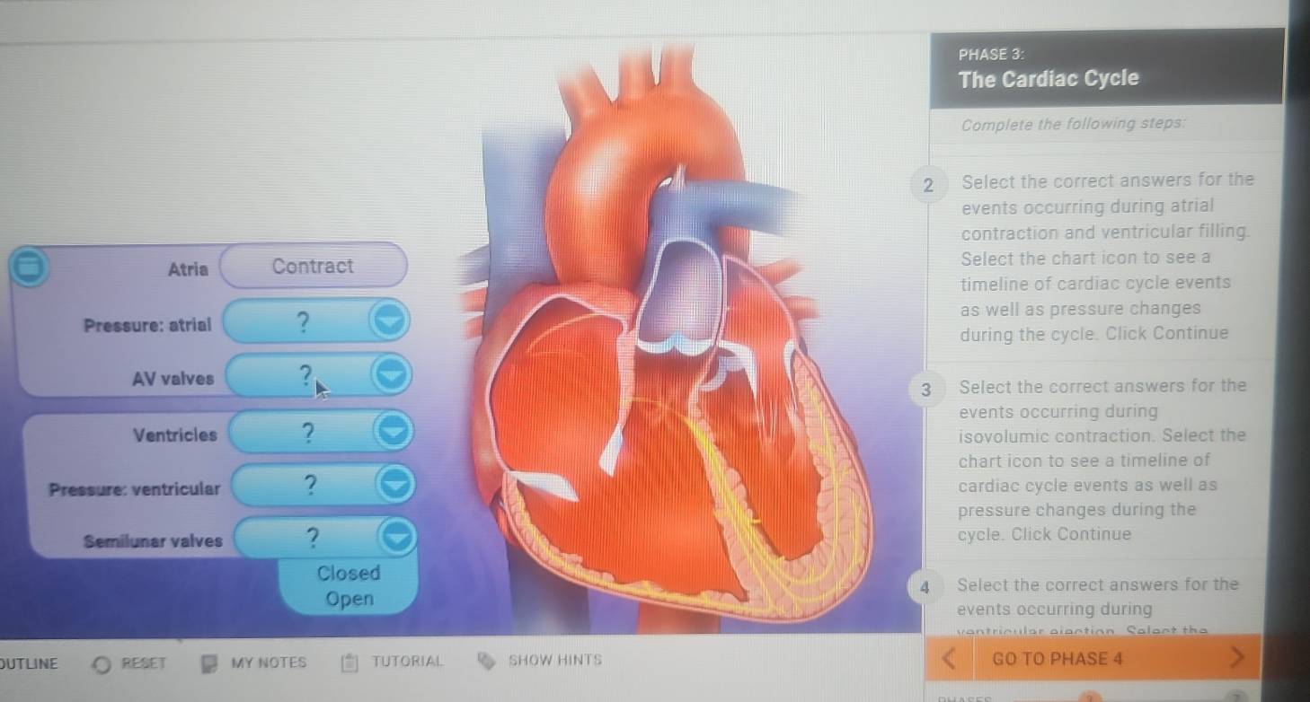 Solved: PHASE 3: The Cardiac Cycle Complete the following steps: 2 ...