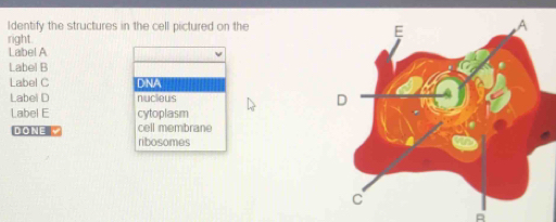 Solved: Identify the structures in the cell pictured on the right. Label A Label B Label C DNA ...
