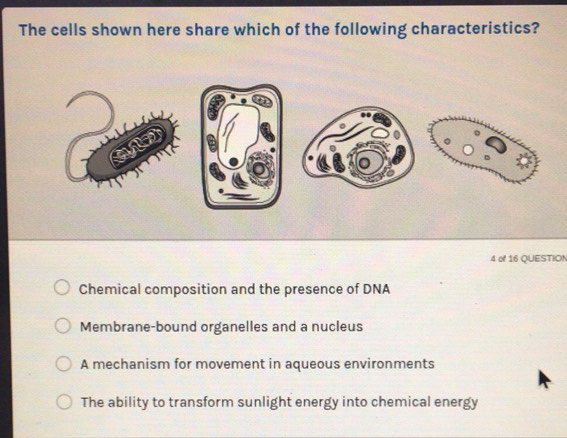 Solved: The cells shown here share which of the following ...