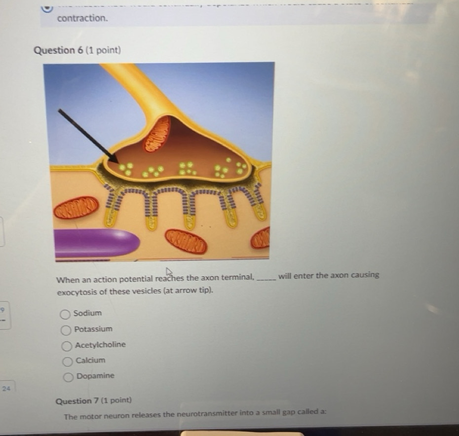 Solved: contraction. Question 6 (1 point) When an action potential ...