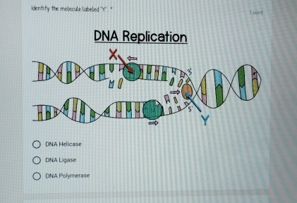 Solved: iIdentify the molecule labeled ''?' " II point DNA Replication ...