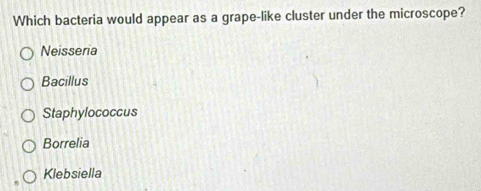 Solved: Which bacteria would appear as a grape-like cluster under the ...